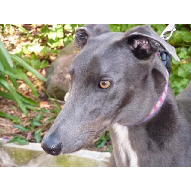 Roger - Large Male Greyhound Dog in NSW - PetRescue