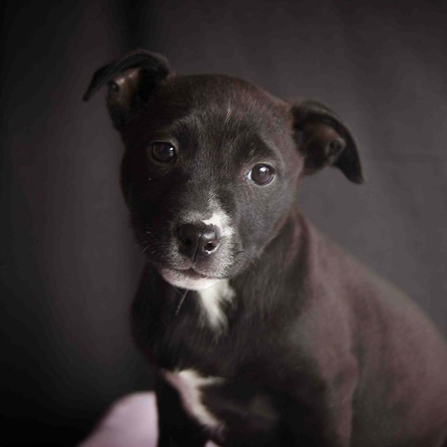 Jazz ~ Border Collie x Mastiff (On Trial 24/6/17) - Medium Female ...