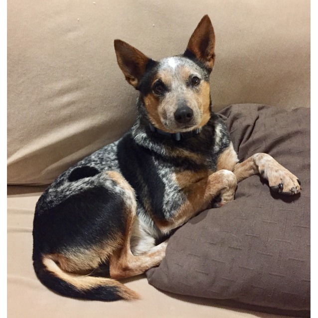 Pip ~ Mini Foxie x Blue Heeler - Small Male Blue Heeler x Miniature Fox ...