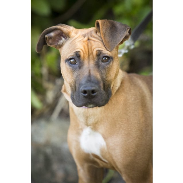 Daisy - Medium Female Boxer x Rhodesian Ridgeback Mix Dog in QLD ...