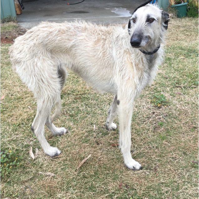 Abbey - Large Female Staghound Mix Dog in WA - PetRescue