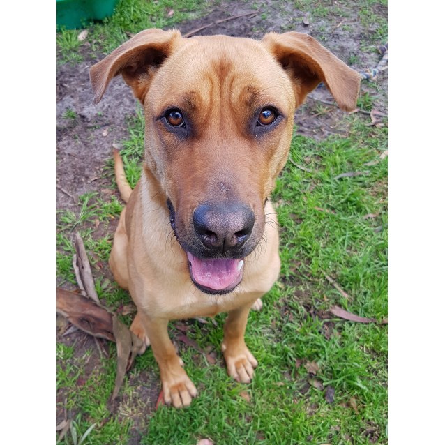 Vienna - Large Female German Shepherd x Rhodesian Ridgeback x ...