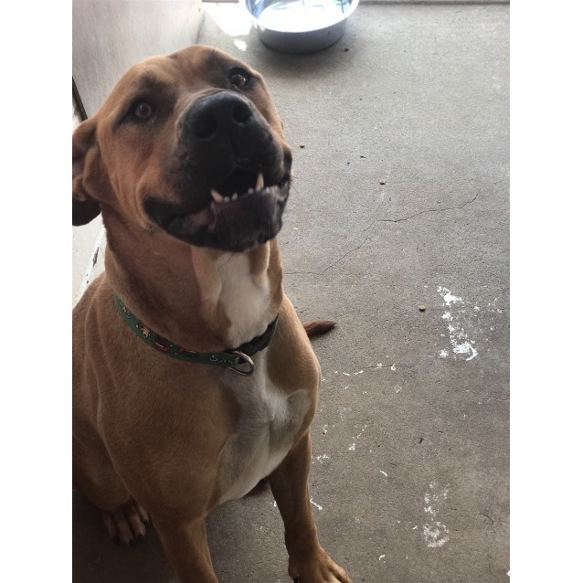 Roxy - Large Female Bullmastiff x Rhodesian Ridgeback Mix Dog in QLD ...