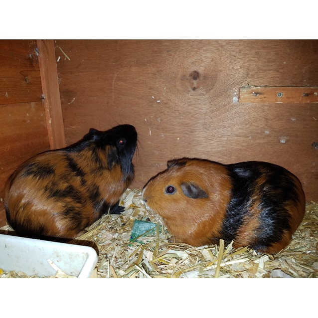 Cottontop - Female Long-hair Sheba Mini Yak Guinea Pig in NSW - PetRescue