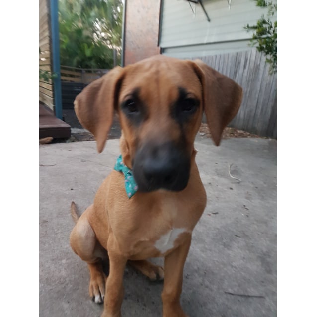 Chase - Large Male Great Dane x Rhodesian Ridgeback Mix Dog in NSW ...
