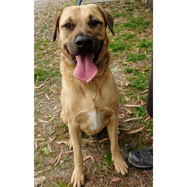 Conan - Large Male Labrador Retriever x Kangal Mix Dog in QLD - PetRescue