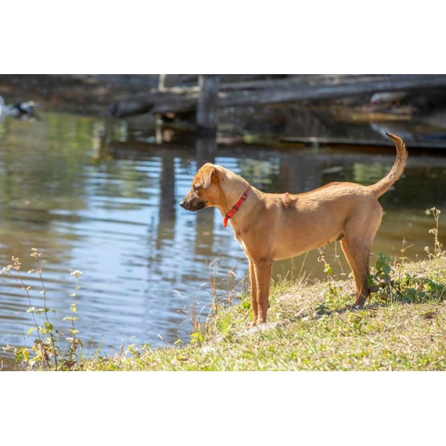 Monty - Medium Male Kelpie x Rhodesian Ridgeback Mix Dog in QLD - PetRescue