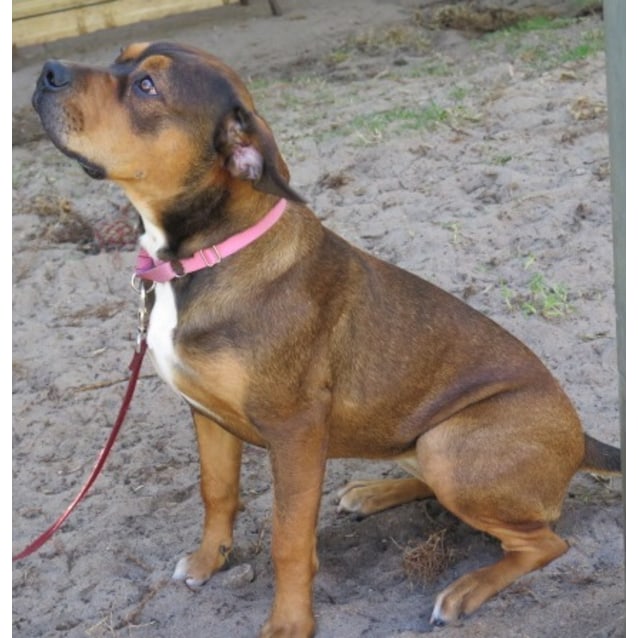 Chevvy - Large Female American Bulldog x Rottweiler Mix Dog in WA ...