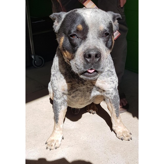 Dude - Medium Male Australian Bulldog x Australian Cattle Dog Mix Dog ...