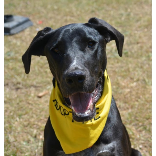 Pippa - Medium Female Greyhound x Mastiff Mix Dog in QLD - PetRescue