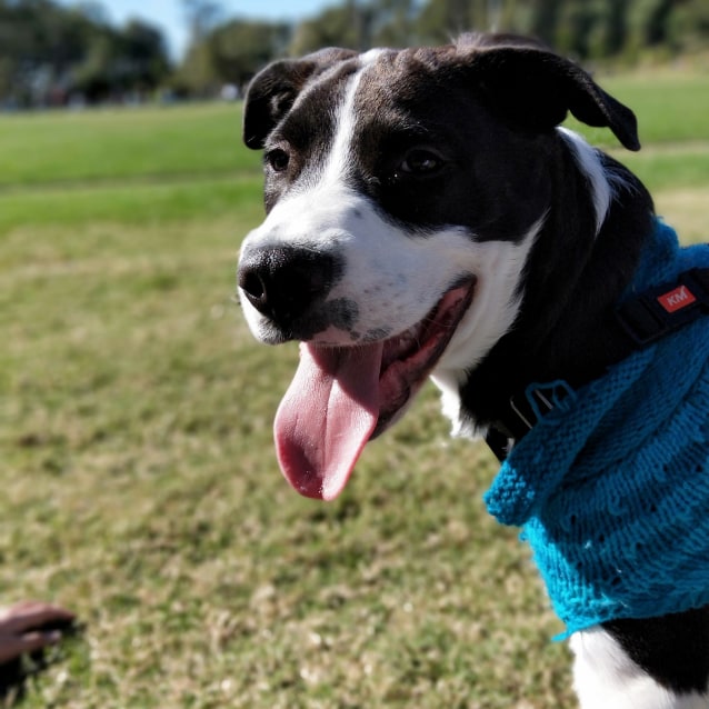 Pudding ~ Border Collie X Staffy (on trial 29/6/19 - Medium Male Border ...