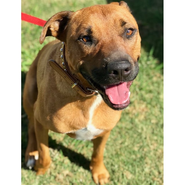 Occy - Large Male Rhodesian Ridgeback x English Staffordshire Bull ...