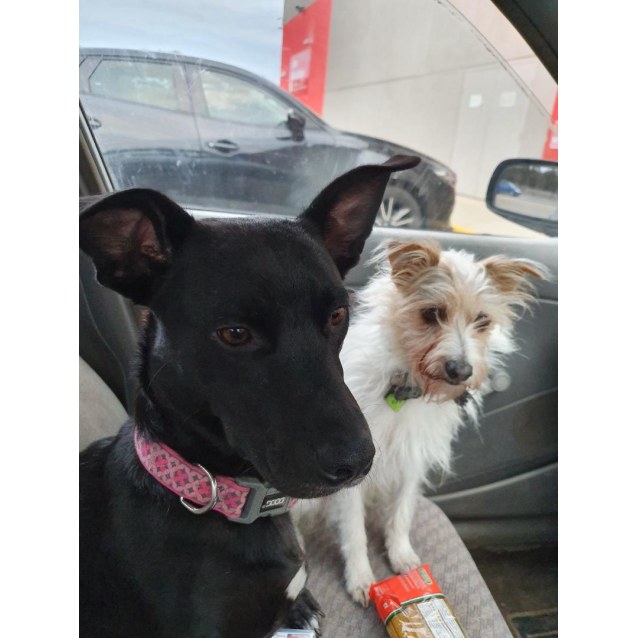 Keeva - Medium Female Kelpie x Corgi Mix Dog in VIC - PetRescue