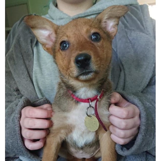 Pippi Longstocking - Medium Female Kelpie Mix Dog in VIC - PetRescue