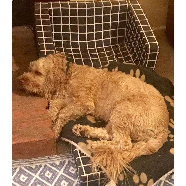 Kipper - Medium Male Clumber Spaniel x Poodle Mix Dog in VIC - PetRescue