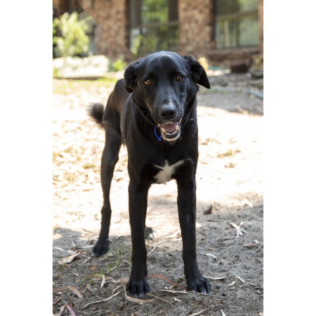 Sam ~ 3yo Kelpie x Border Collie x Lab - Medium Male Kelpie x Border ...