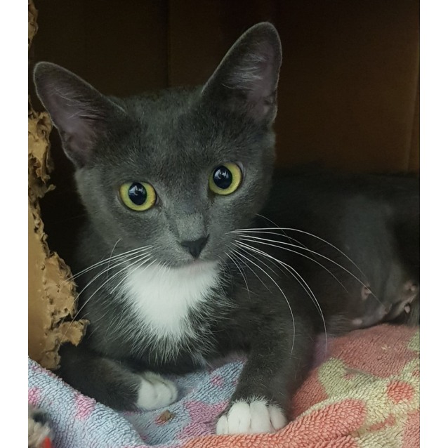 Astra - Female Korat Mix Cat in QLD - PetRescue