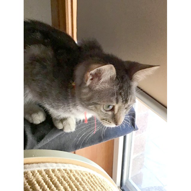 Yasmin - Female Domestic Short Hair Cat in NSW - PetRescue