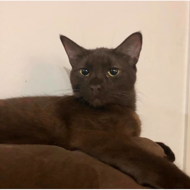 Mocha - Female Burmese Cat in QLD - PetRescue