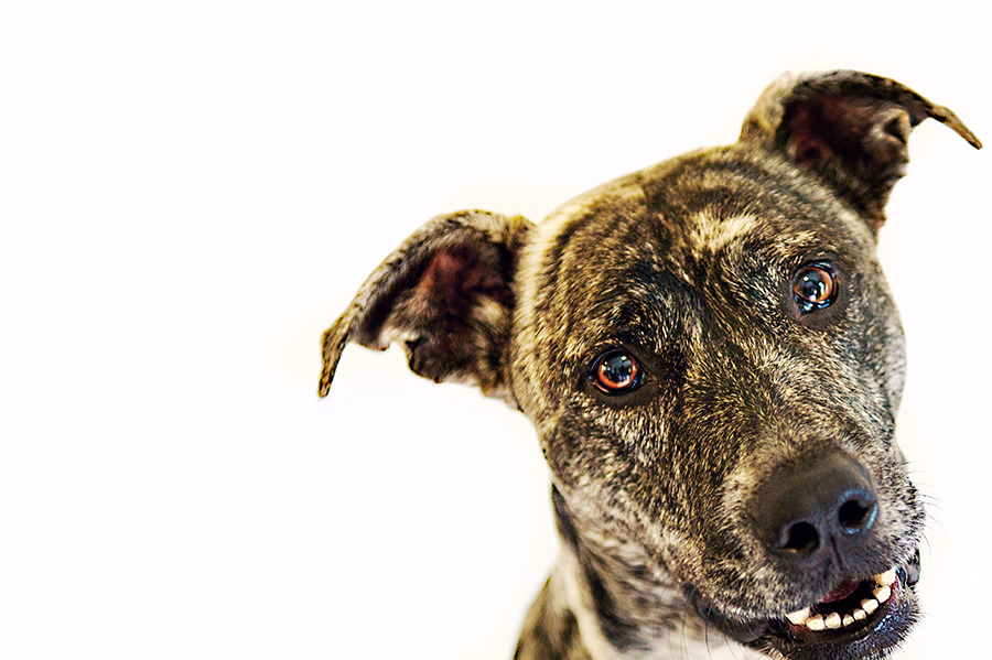 Otto - Medium Male Mastiff x Cattle Dog in QLD - PetRescue