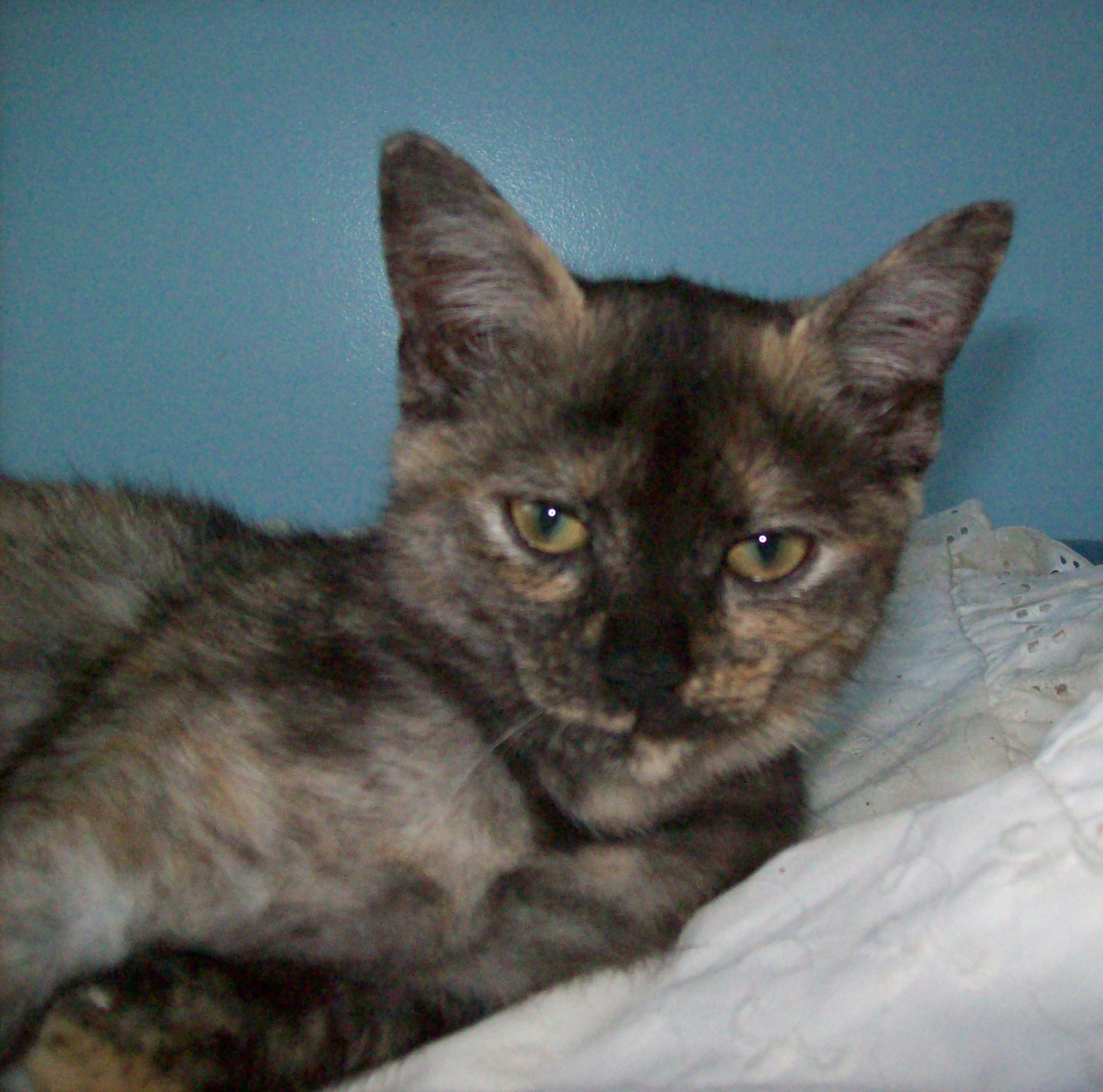 Sadie - Female Domestic Cat in QLD - PetRescue