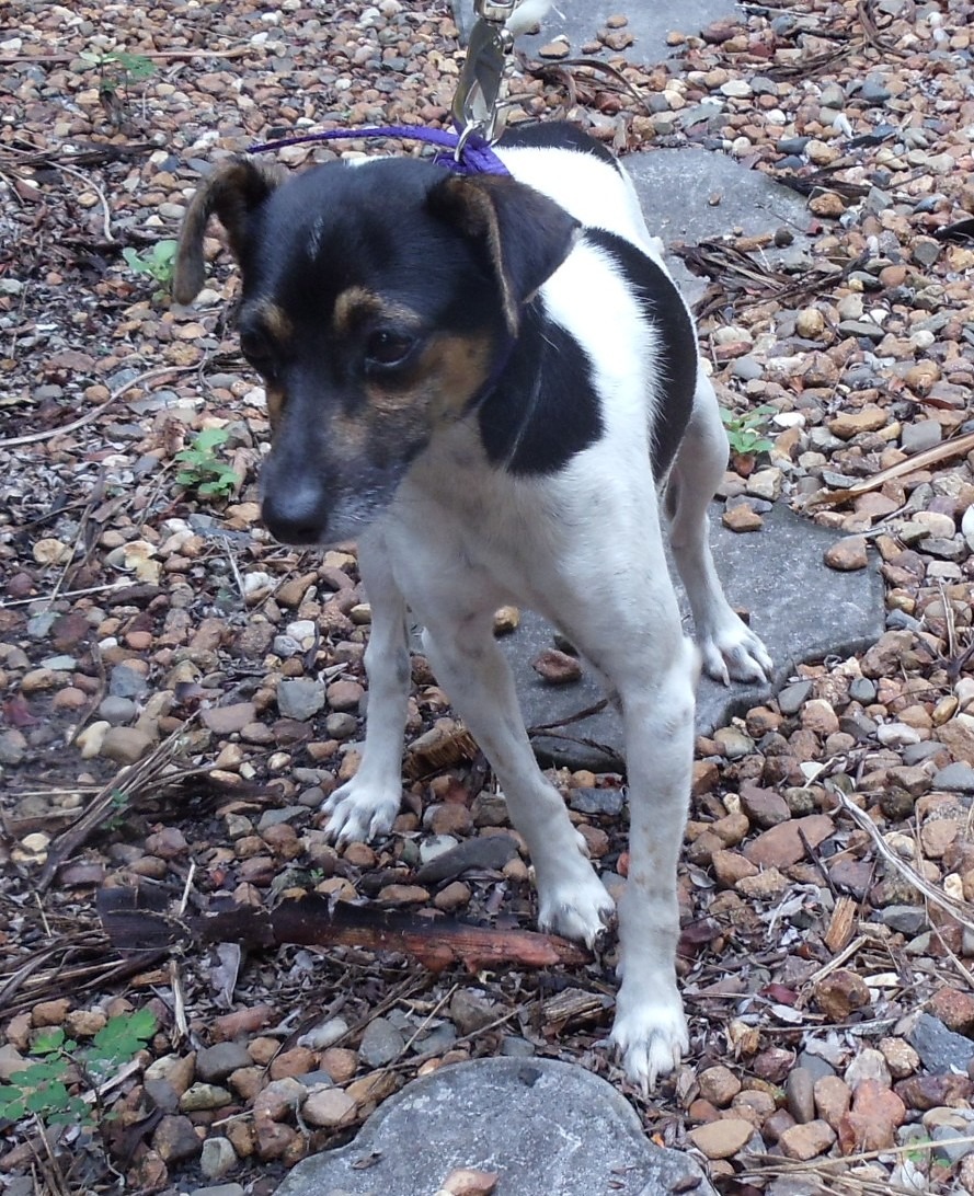 Indie - Small Male Mini Fox Terrier Dog in QLD - PetRescue