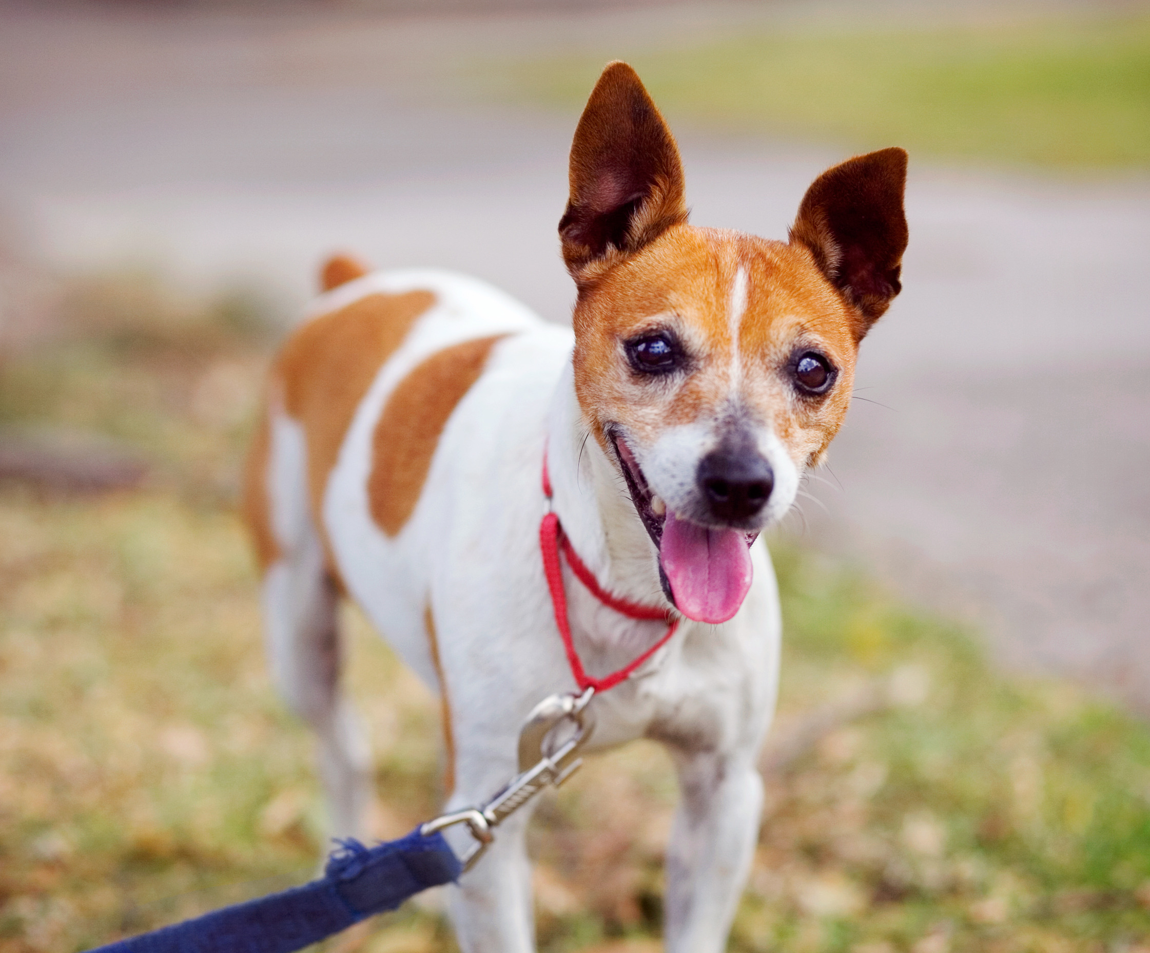Rosie - Small Female Foxie Dog in NSW - PetRescue