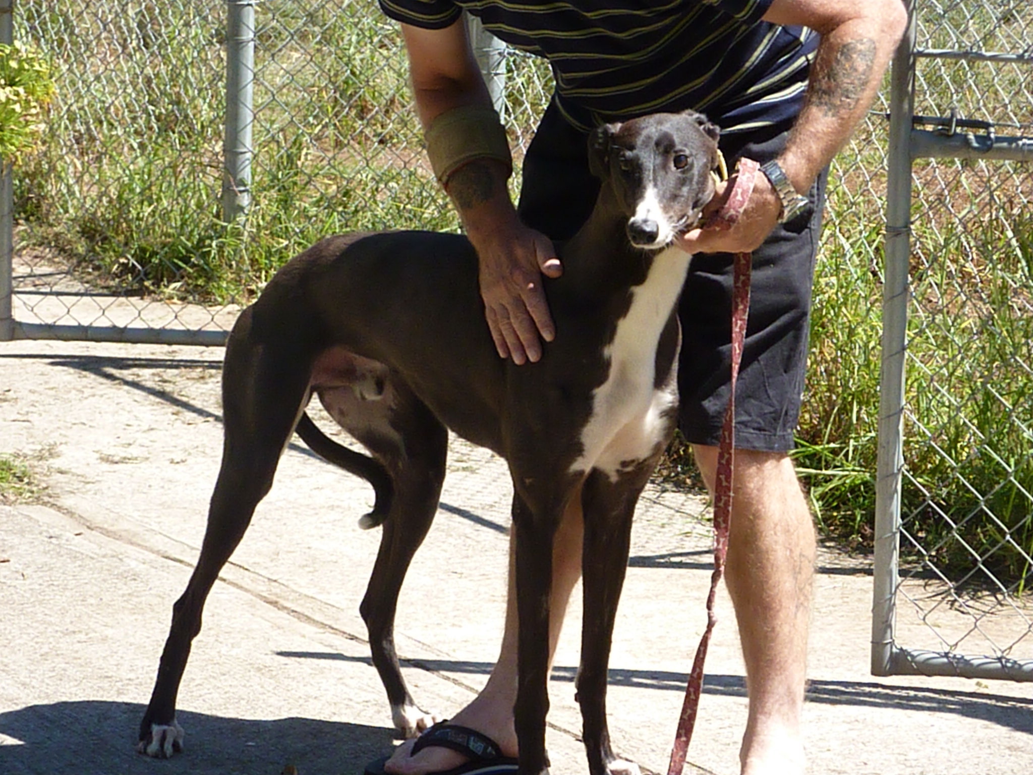 Duke - Large Male Greyhound Dog in NSW - PetRescue