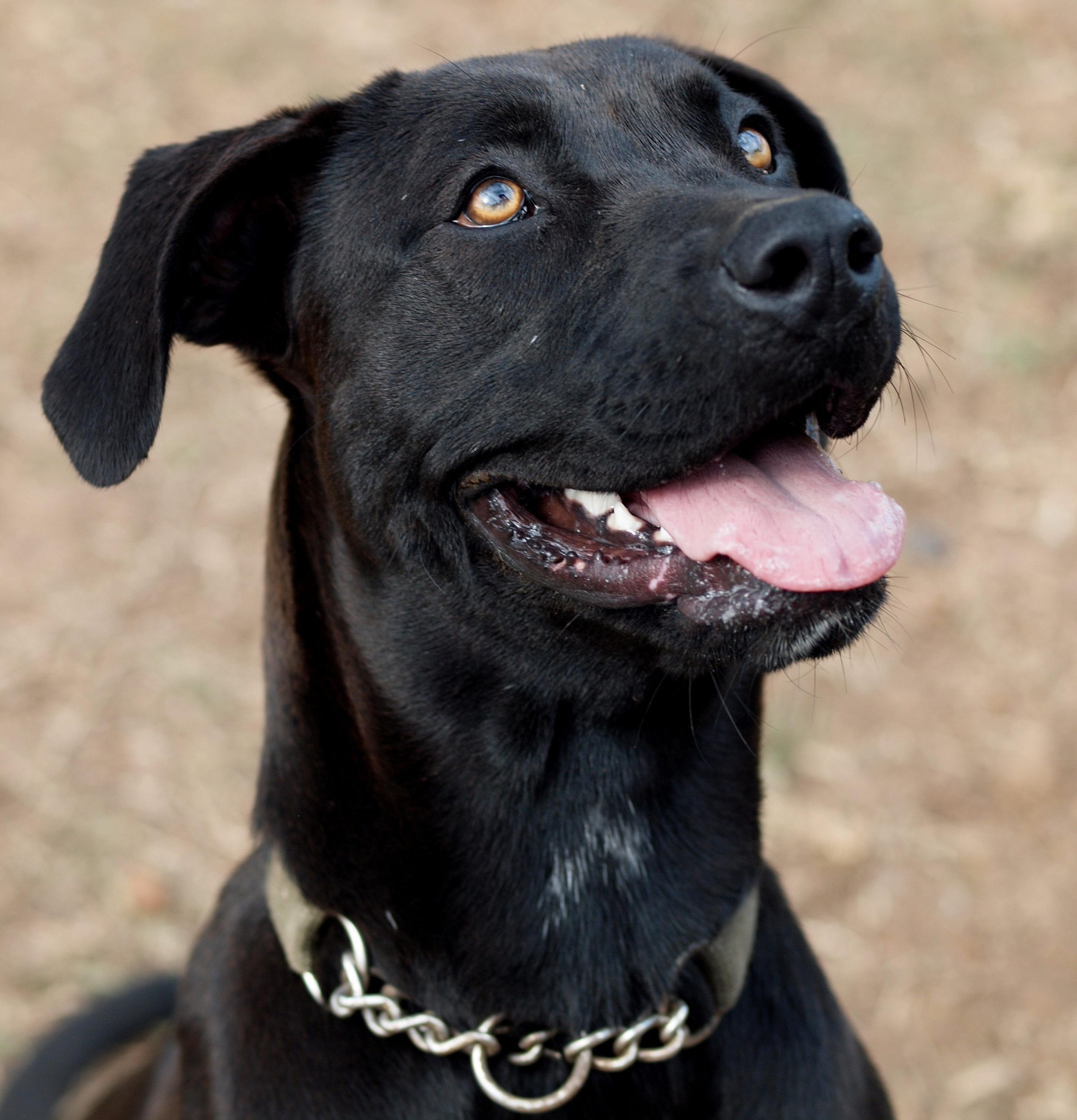 Cami - Medium Female Labrador Mix x Smaller Than Lab In Size Dog in NSW ...