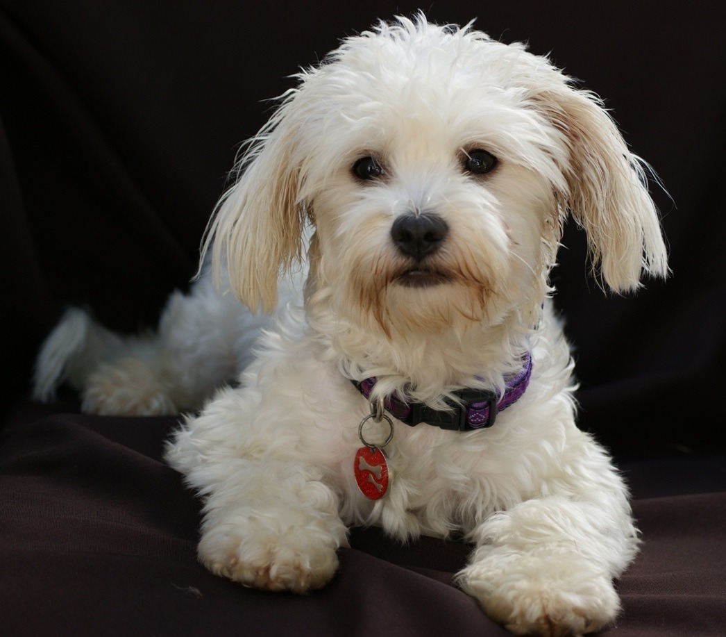 Monique - Small Female Maltese Dog in NSW - PetRescue