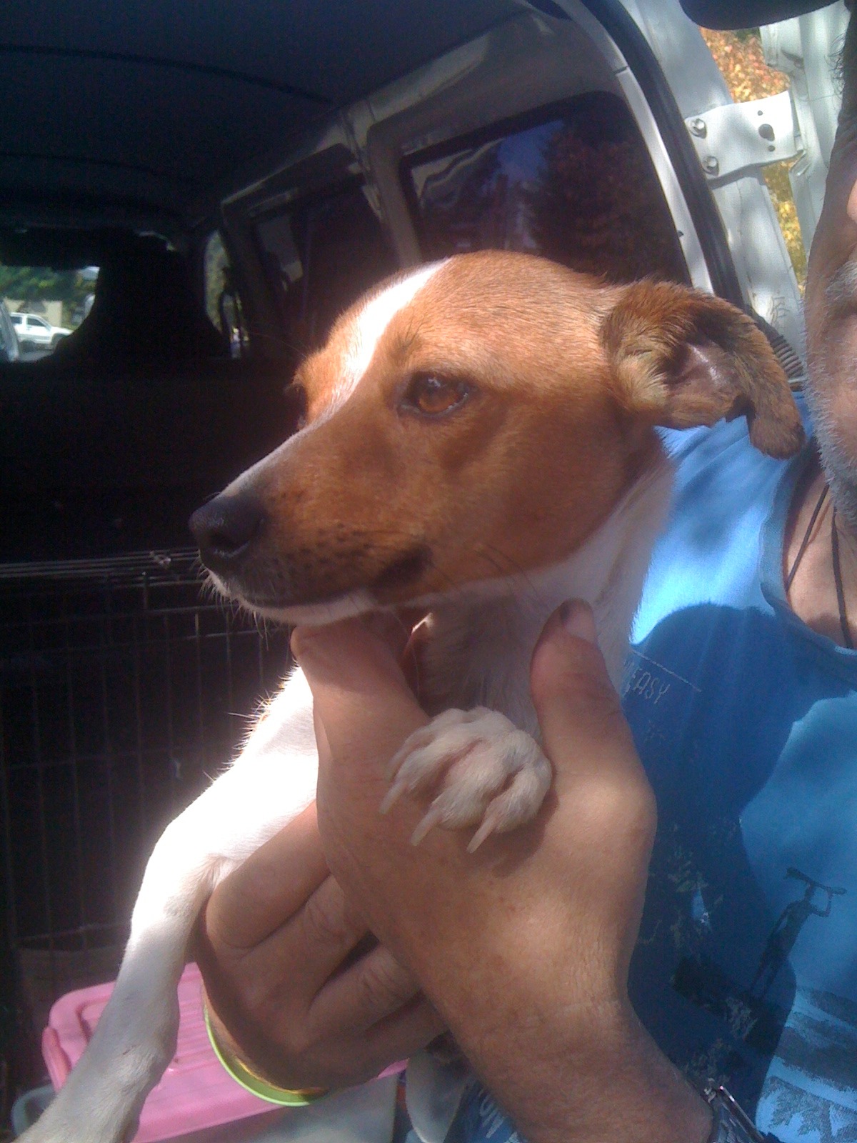 Foxy - Small Male Mini Foxy Mix Dog in NSW - PetRescue