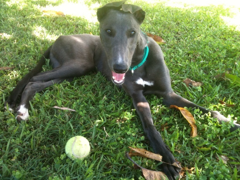 Ziggy - Medium Male Greyhound Dog in QLD - PetRescue
