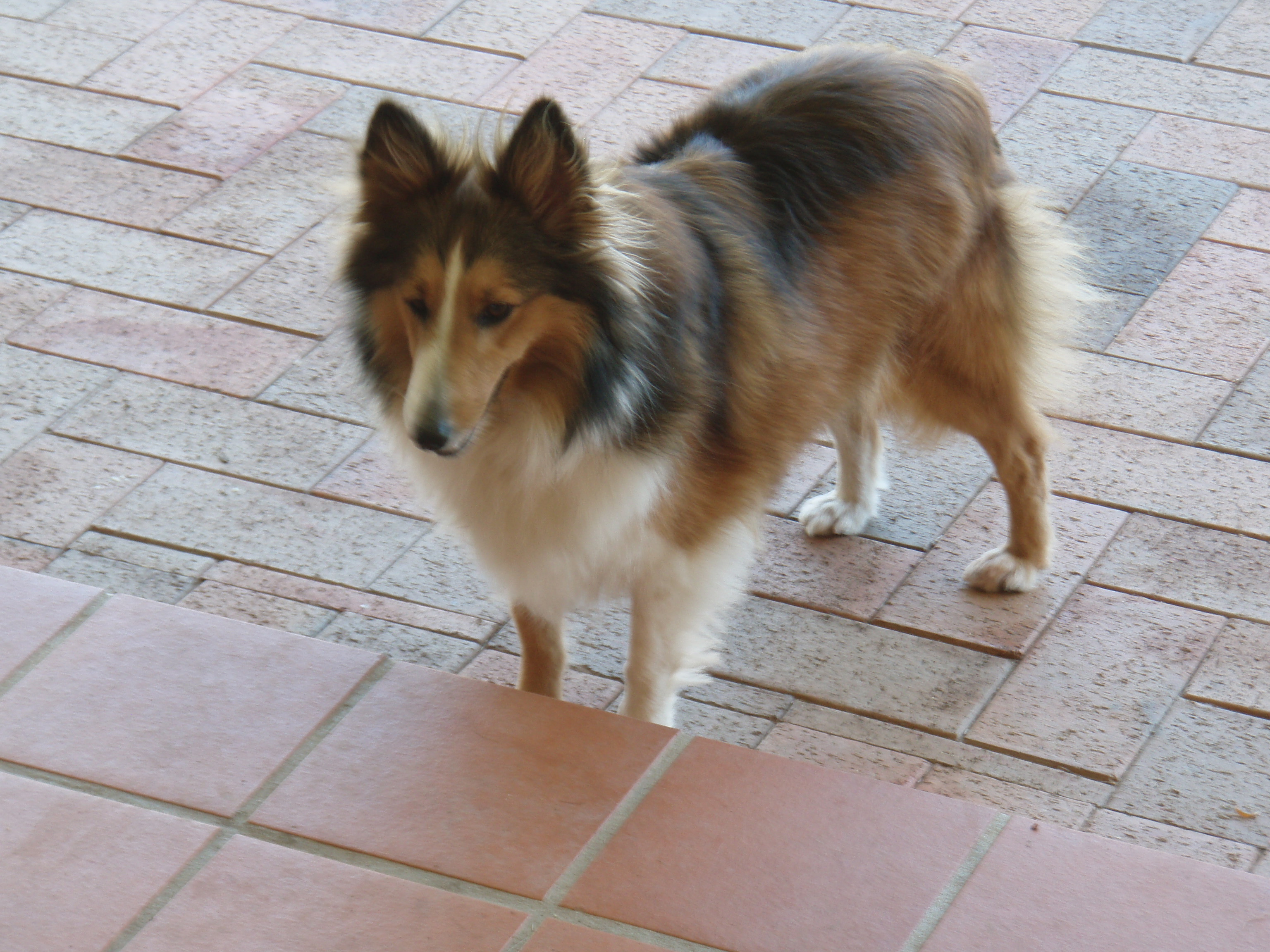 Kelsie & Sam - Small Female Sheltie x Non Breeding Pair Shetland ...