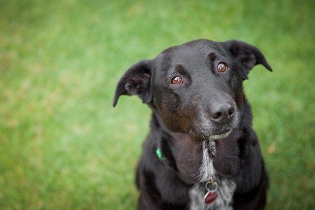 Missy Lab X - Medium Female Lab Mix Dog in VIC - PetRescue