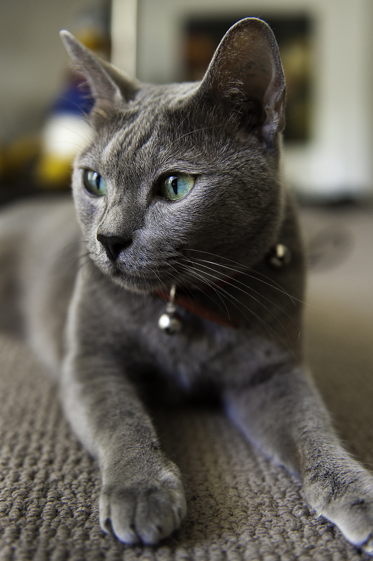 Sweetie - Female Korat Cat in QLD - PetRescue