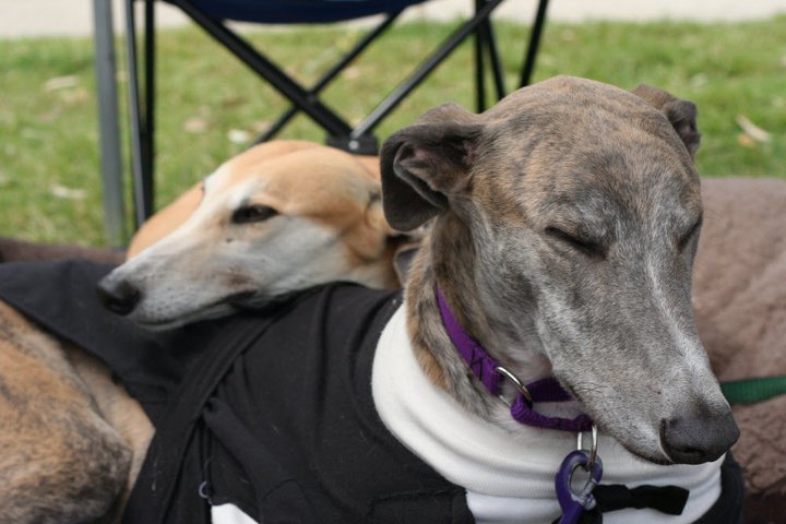 Jumbo - Large Male Greyhound Dog in QLD - PetRescue