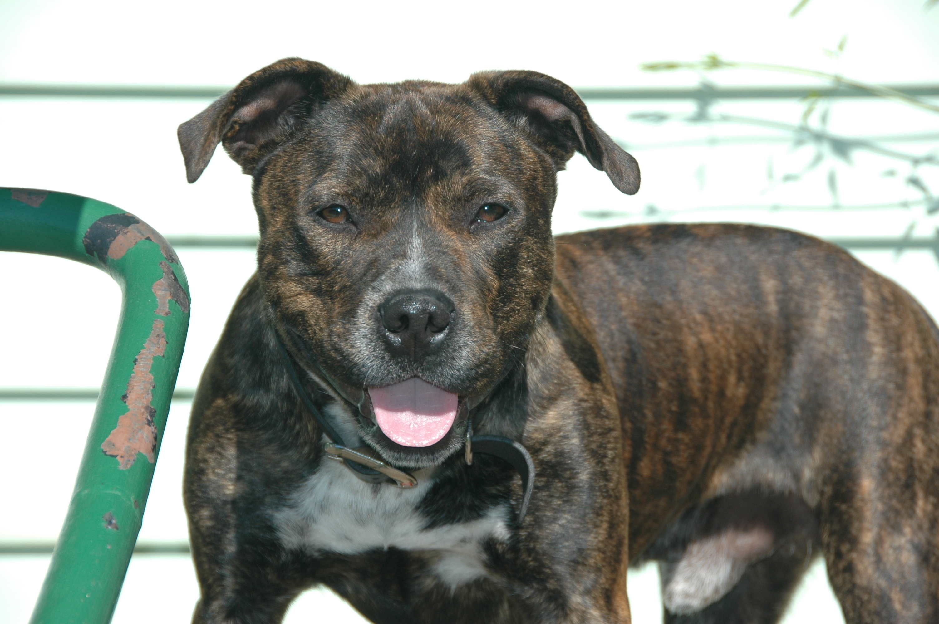 Randy Needs Carer - Medium Male Staffy Dog in WA - PetRescue