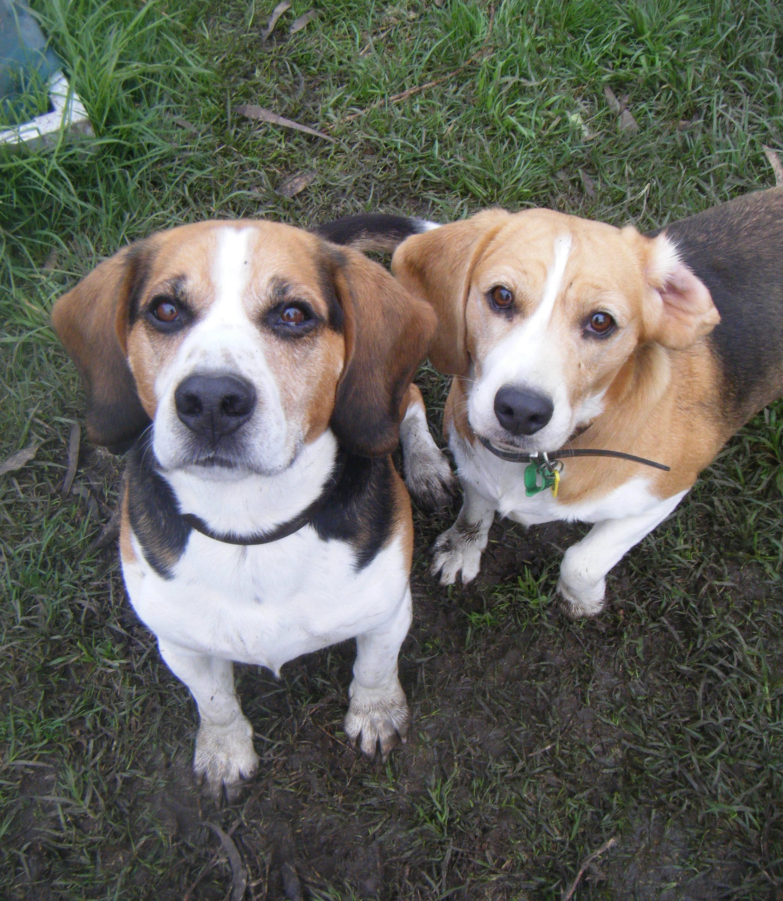 Max & Daisy Male & Female Beagles Together - Medium Male Beagle Dog in ...