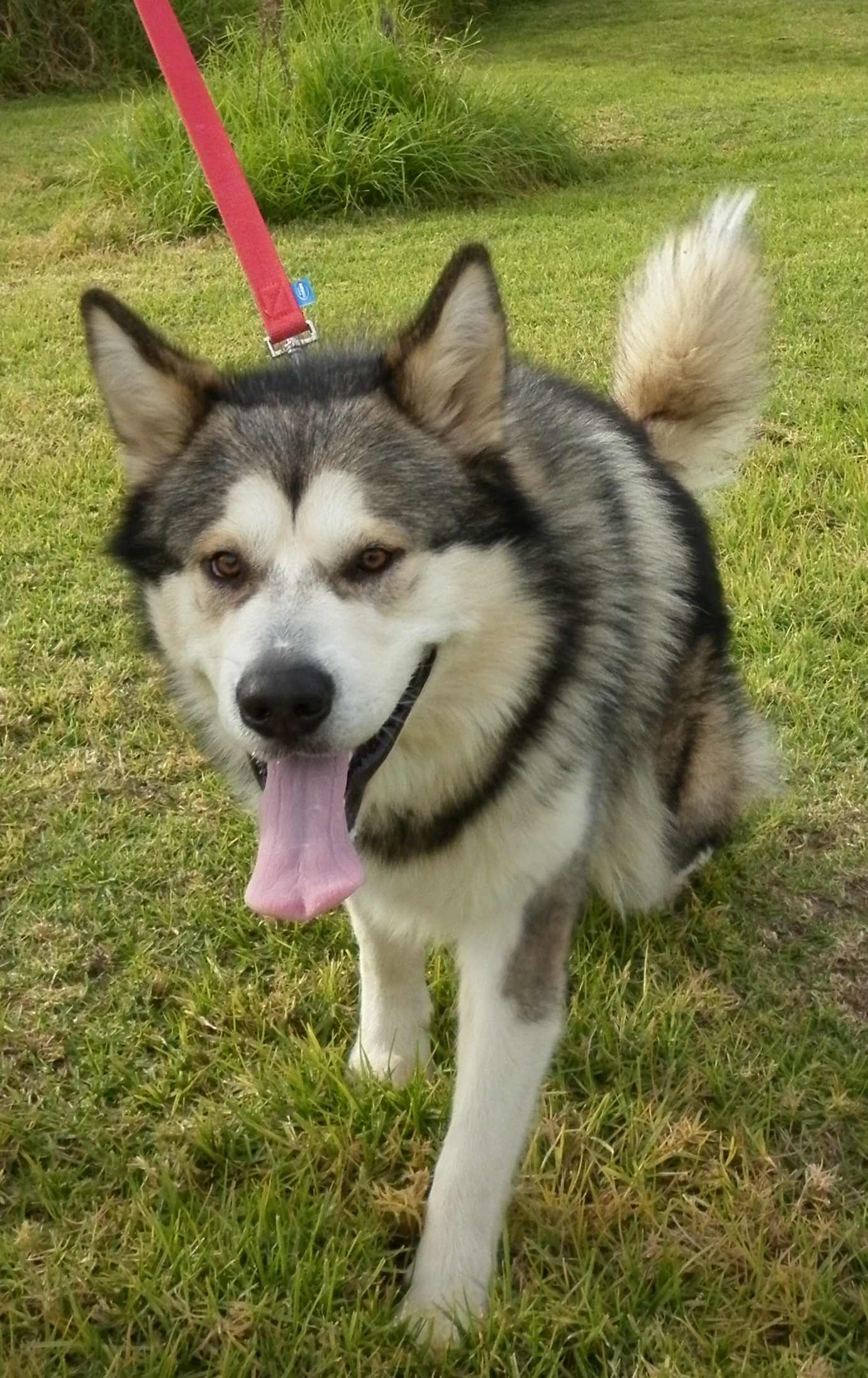 Caeser - Trialling A New Home - Large Male Alaskan Malamute Dog in NSW ...
