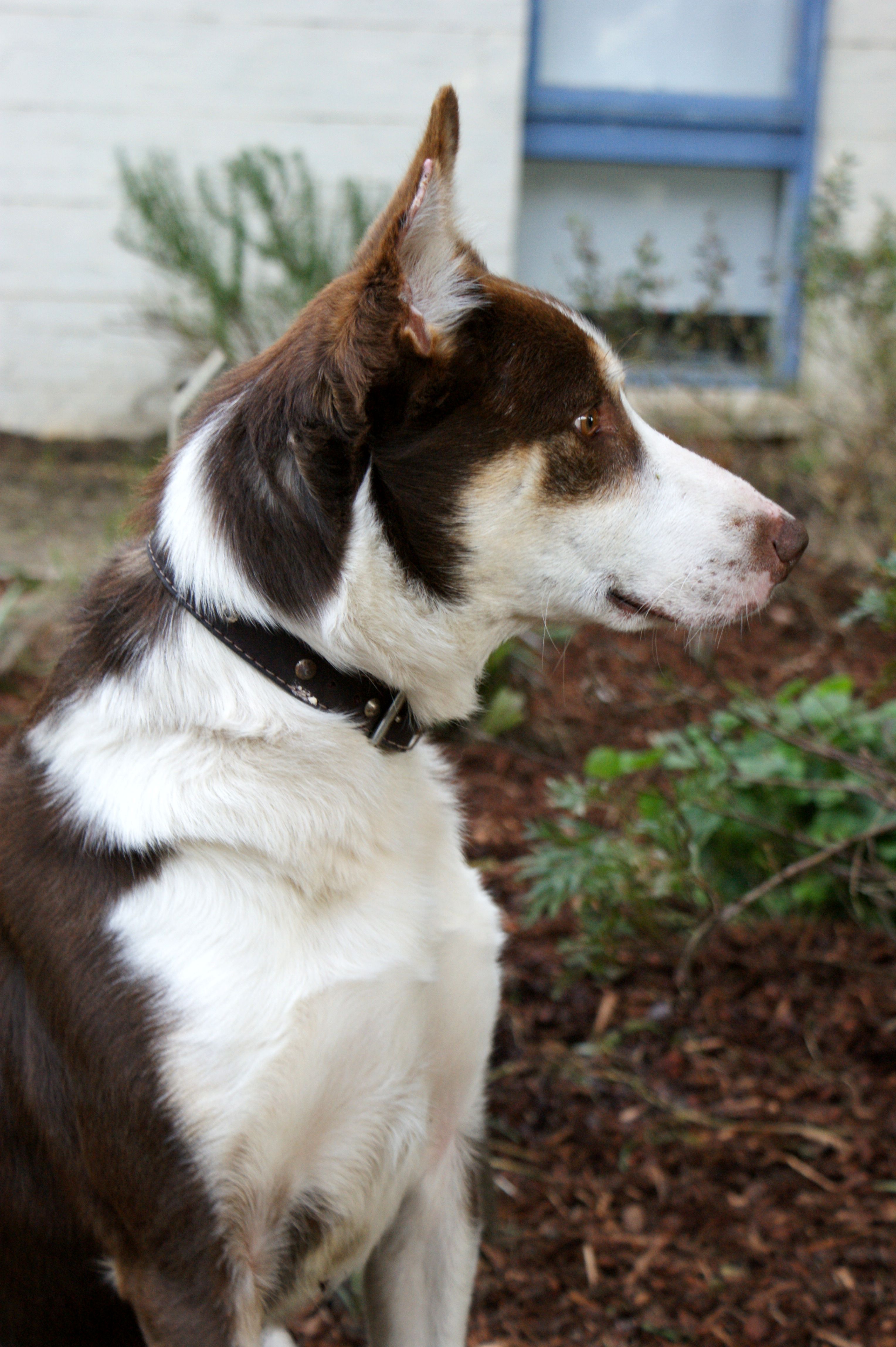 Bitza - Medium Male Chocolate Kelpie Dog in VIC - PetRescue