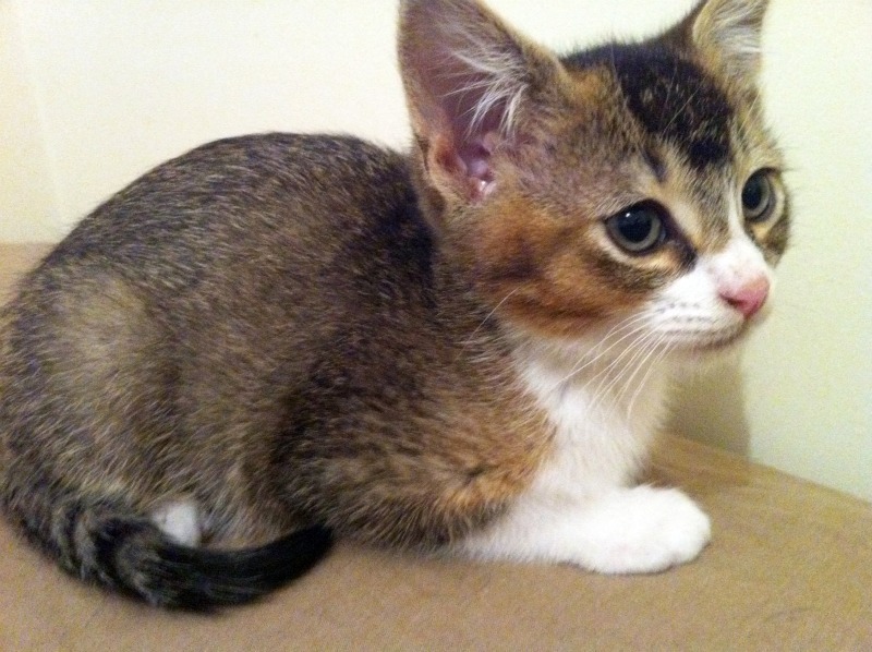 Ari - On Trial in His New Home! - Male Abyssinian Mix Cat in VIC ...