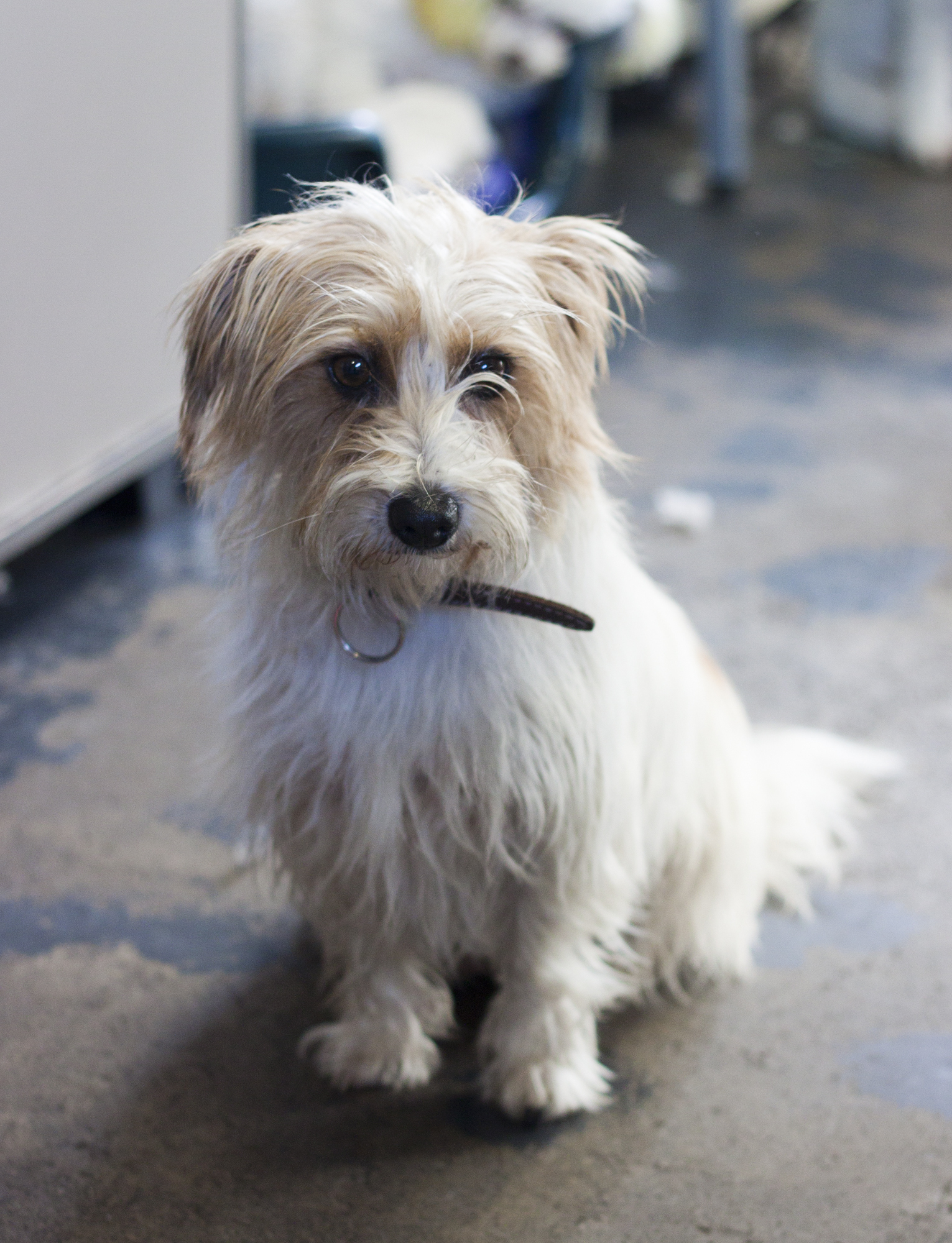 Chee Chee - Small Female Wire Haired Jack Russell Dog in VIC - PetRescue