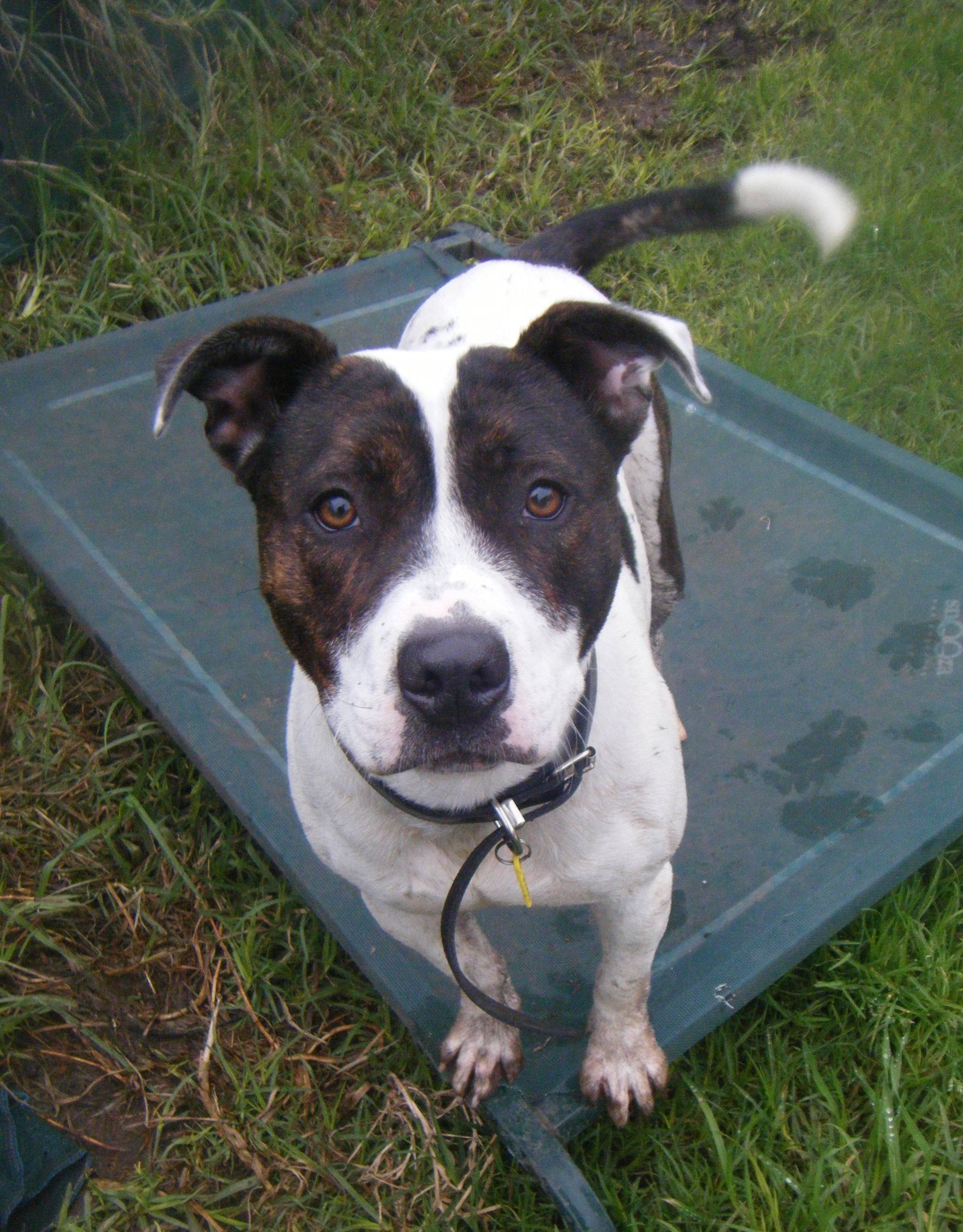 Saffy - Medium Female Staffy Dog in VIC - PetRescue