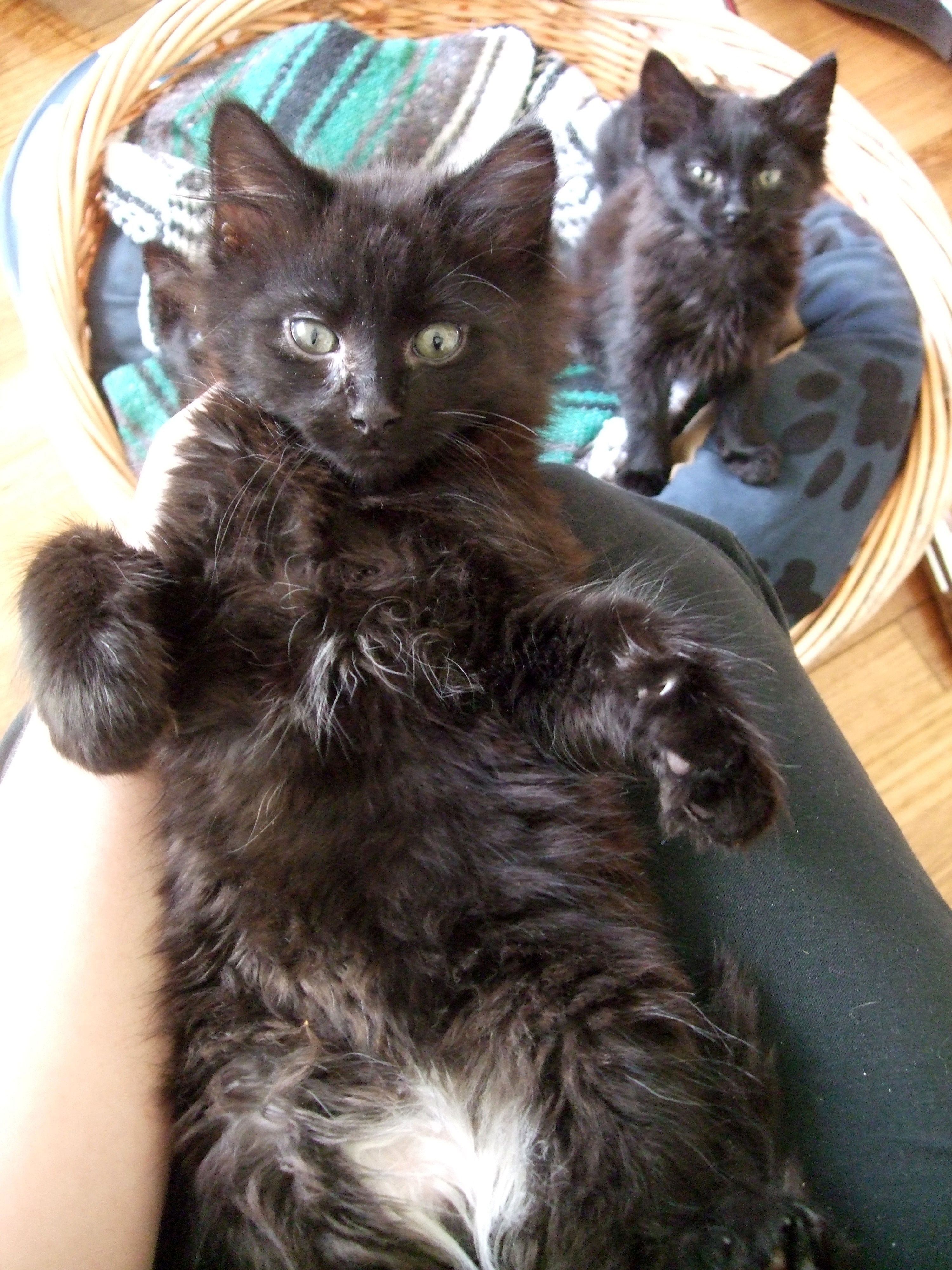 Black Fluffy Kitties! - Female Moggie Cat in VIC - PetRescue
