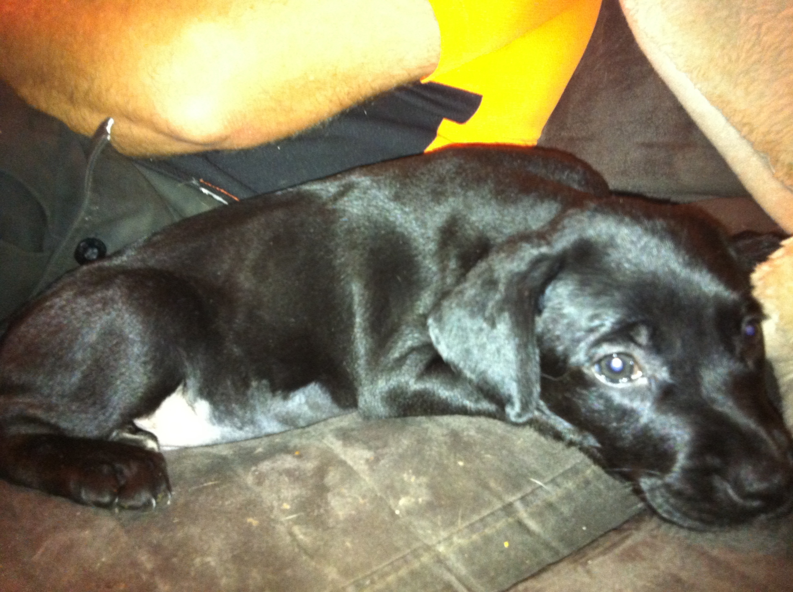 Labrador X Pups - Medium Male Labrador Mix Dog in NSW - PetRescue