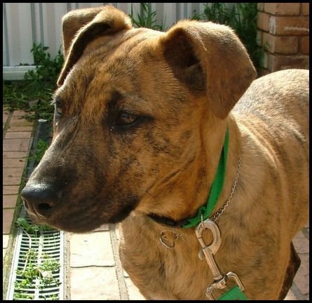 Ace - Medium Male Bull Terrier x Mastiff x Wolfhound Dog in NSW - PetRescue