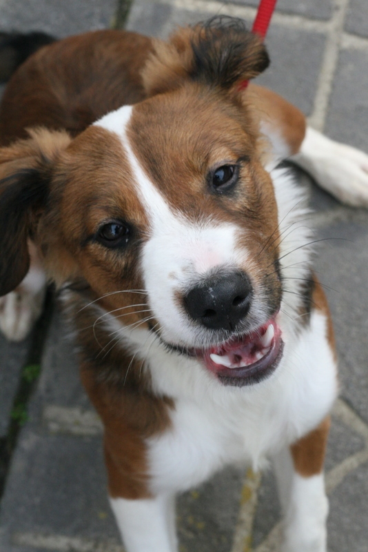 Maddie - Medium Female Border Collie x Spaniel Dog in VIC - PetRescue