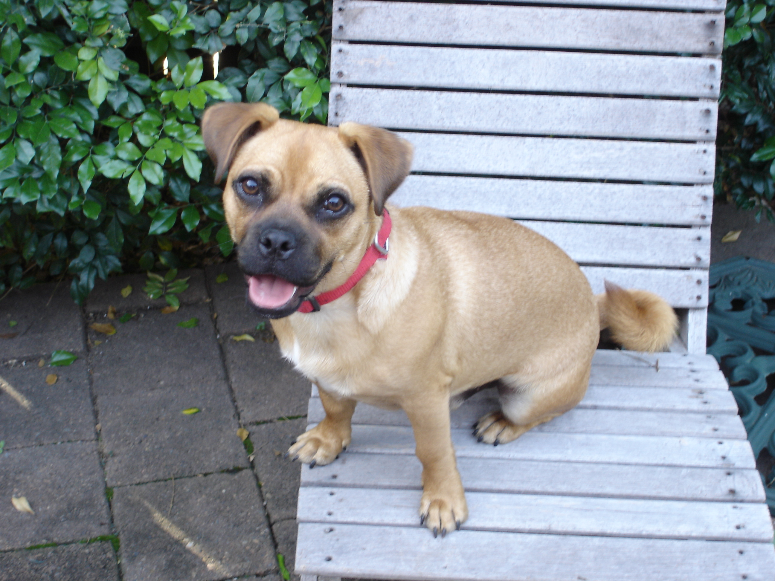 Alfie - Small Male Pug x Cavalier Dog in NSW - PetRescue