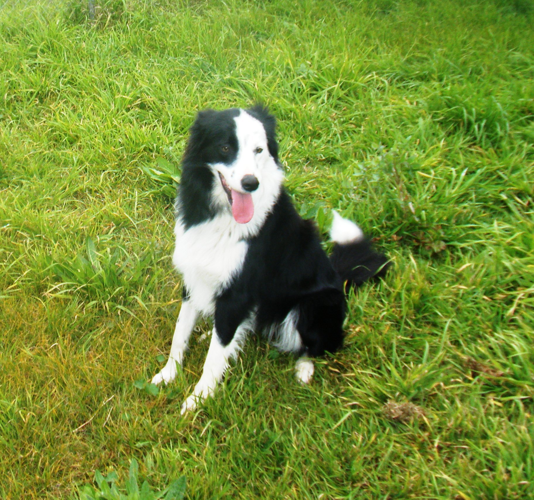 Wilfred - Large Male Border Collie Dog in VIC - PetRescue