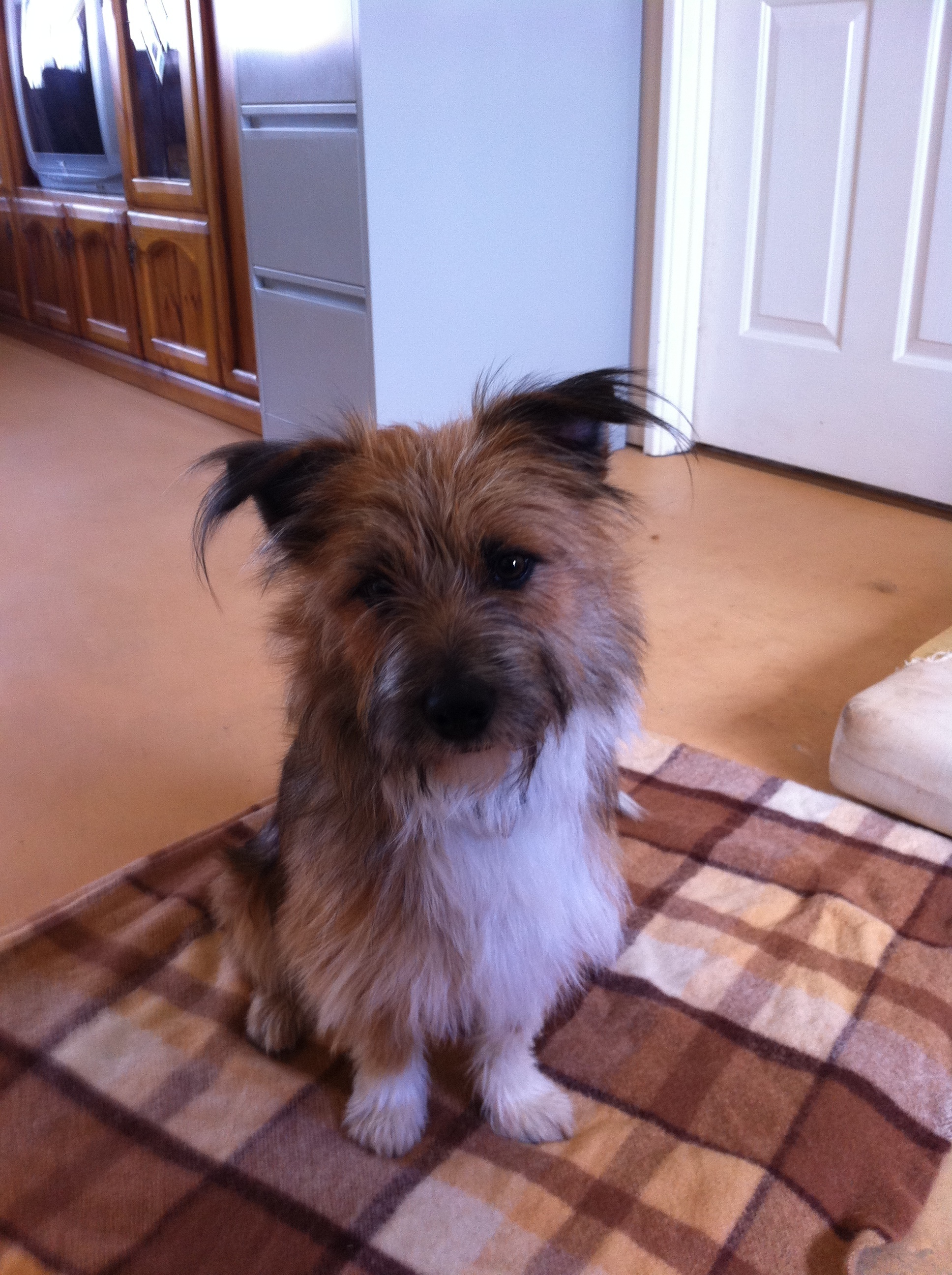 Scruffy *Foster Or Forever Home Needed* - Small Male Scruffer Dog in WA ...